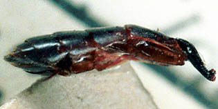 Phaeogenes yezoensis